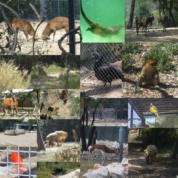 Une Journée au Zoo...