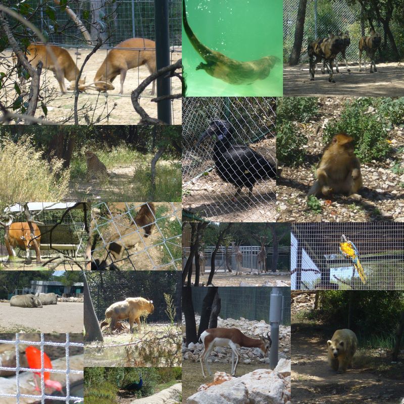 Une Journée au Zoo...